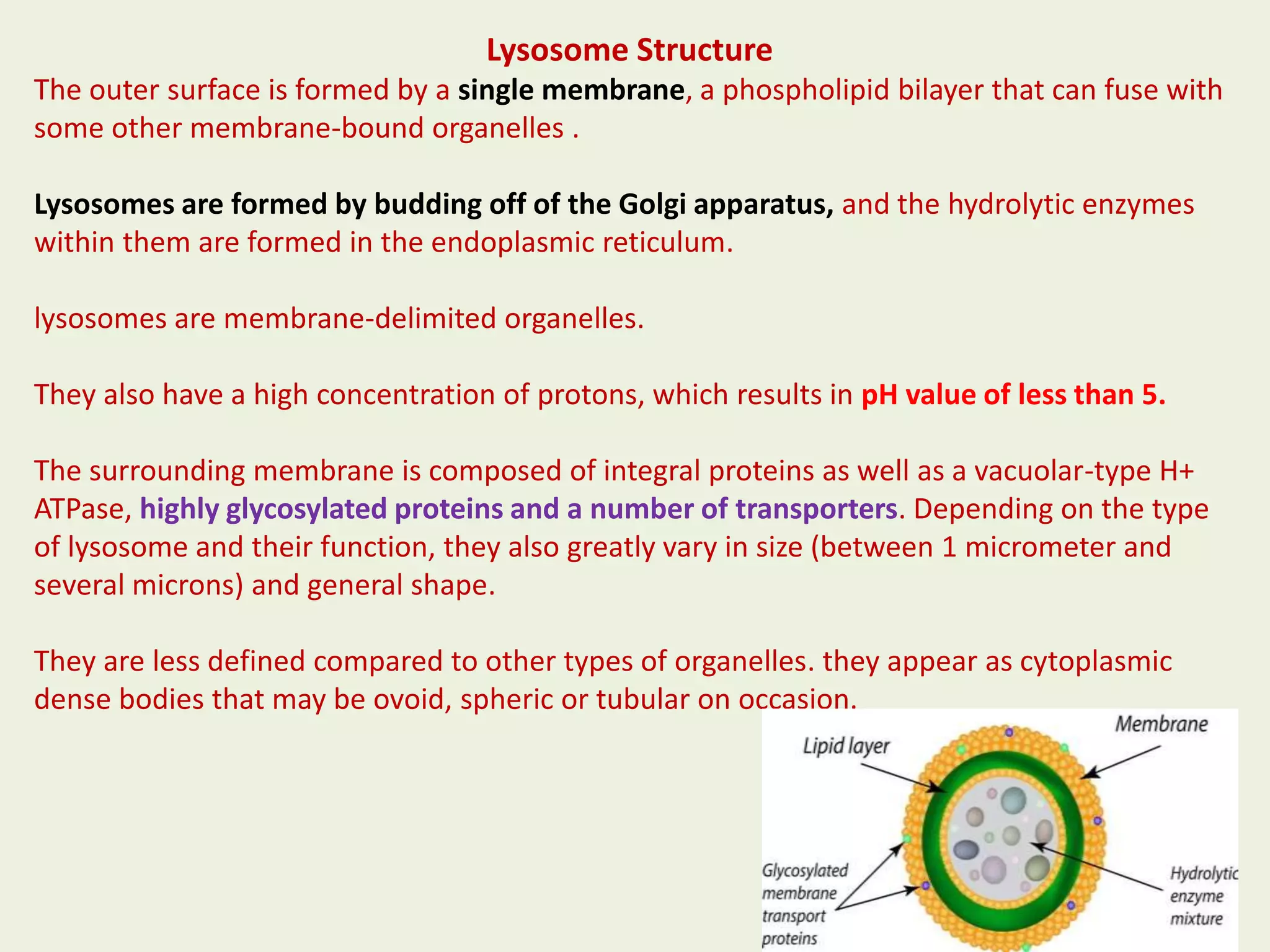 Lysosome | PPTX