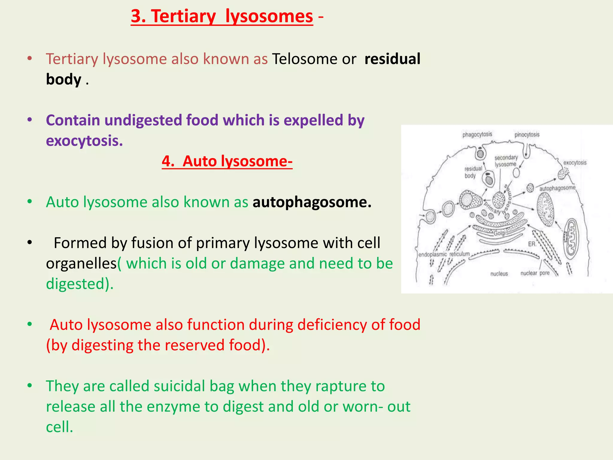 Lysosome | PPTX