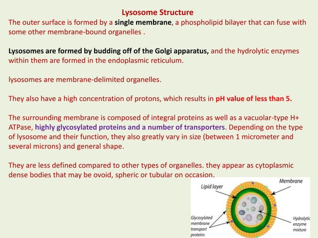 Lysosome | PPTX