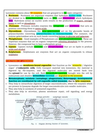 Lysosome - Basics | PDF