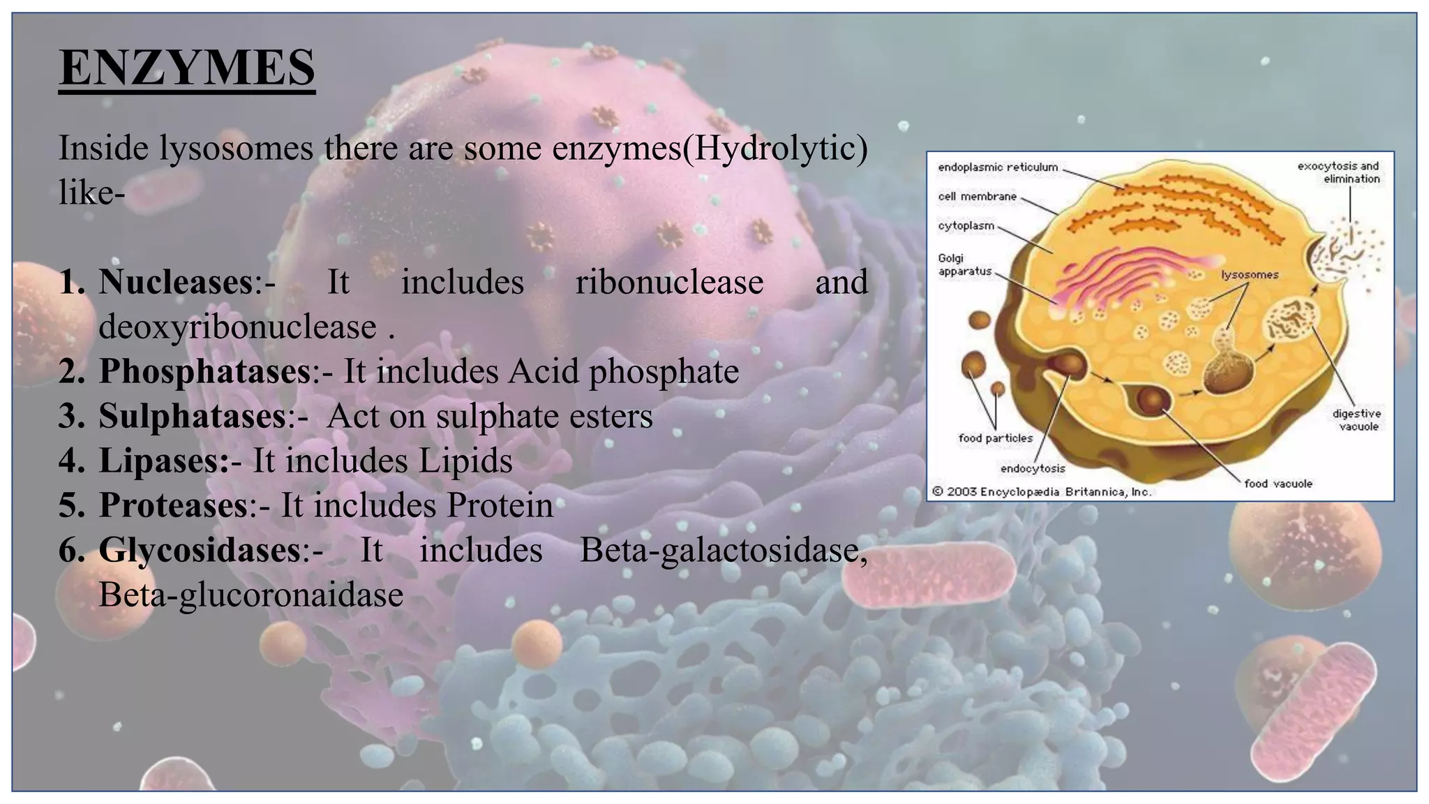 LYSOSOME.pdf