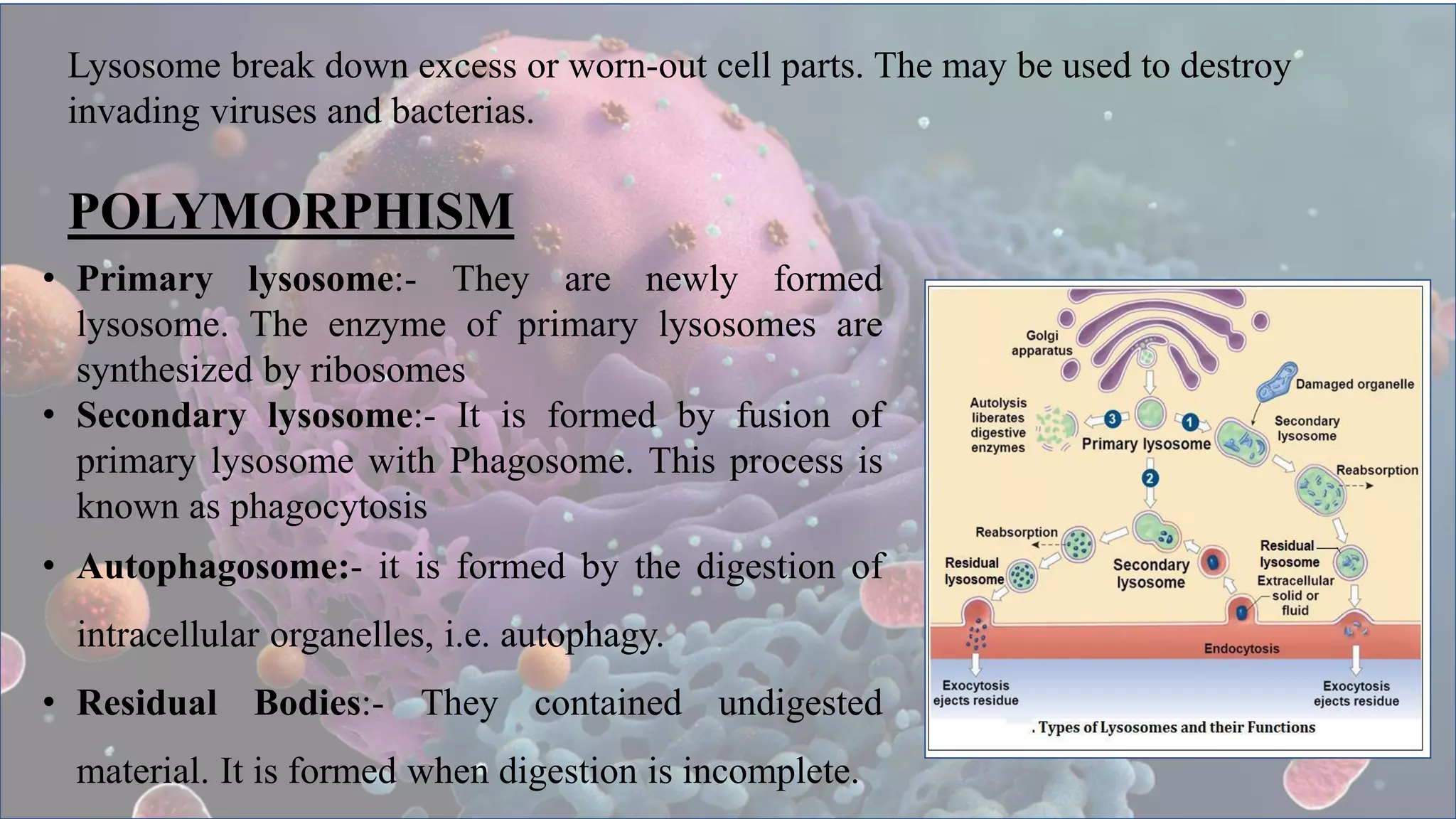 LYSOSOME.pdf