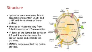 lysosome anatomy.pptx