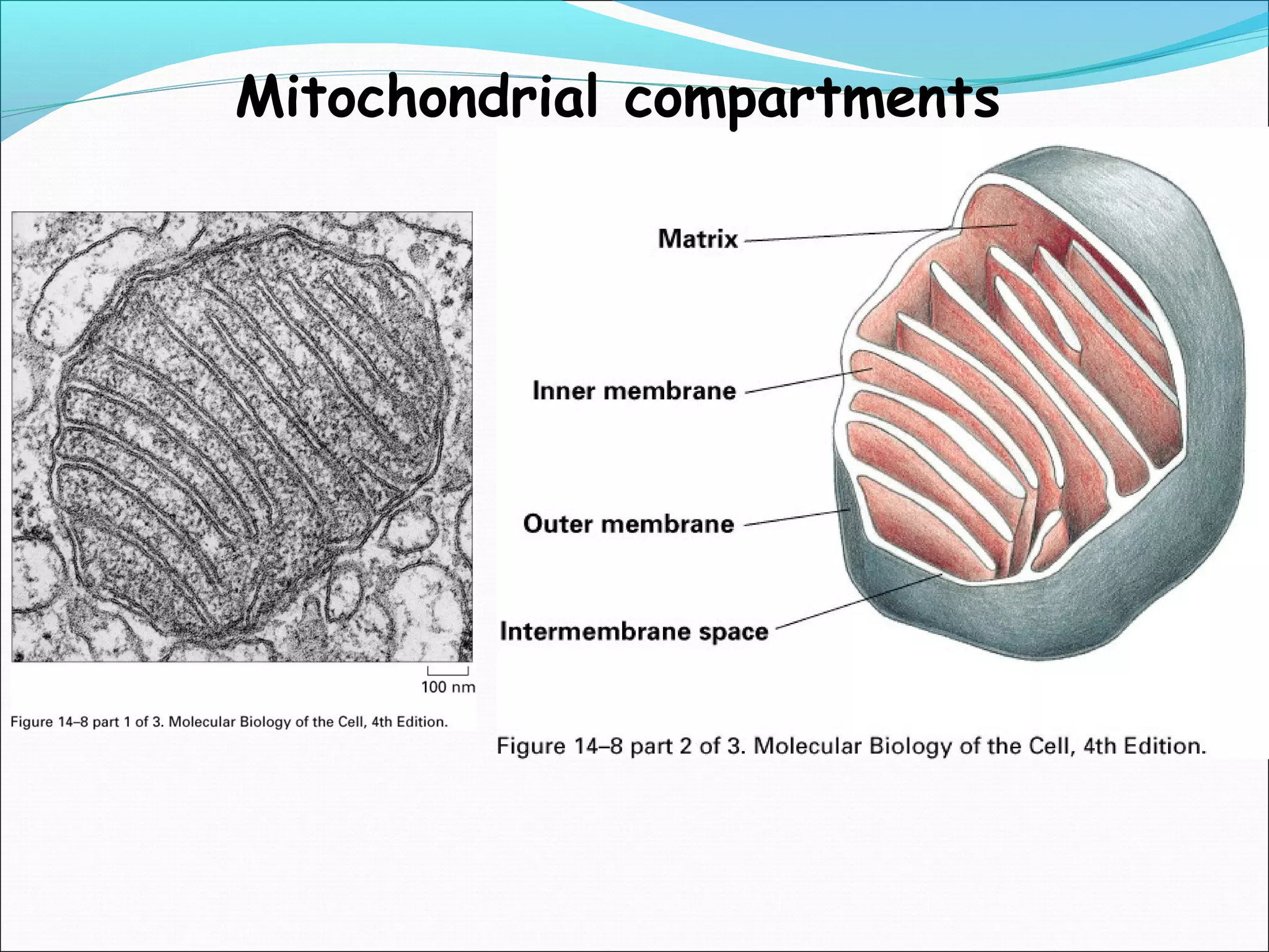 Lysosome & Mitochondria- Eukaryotic organless | PPT