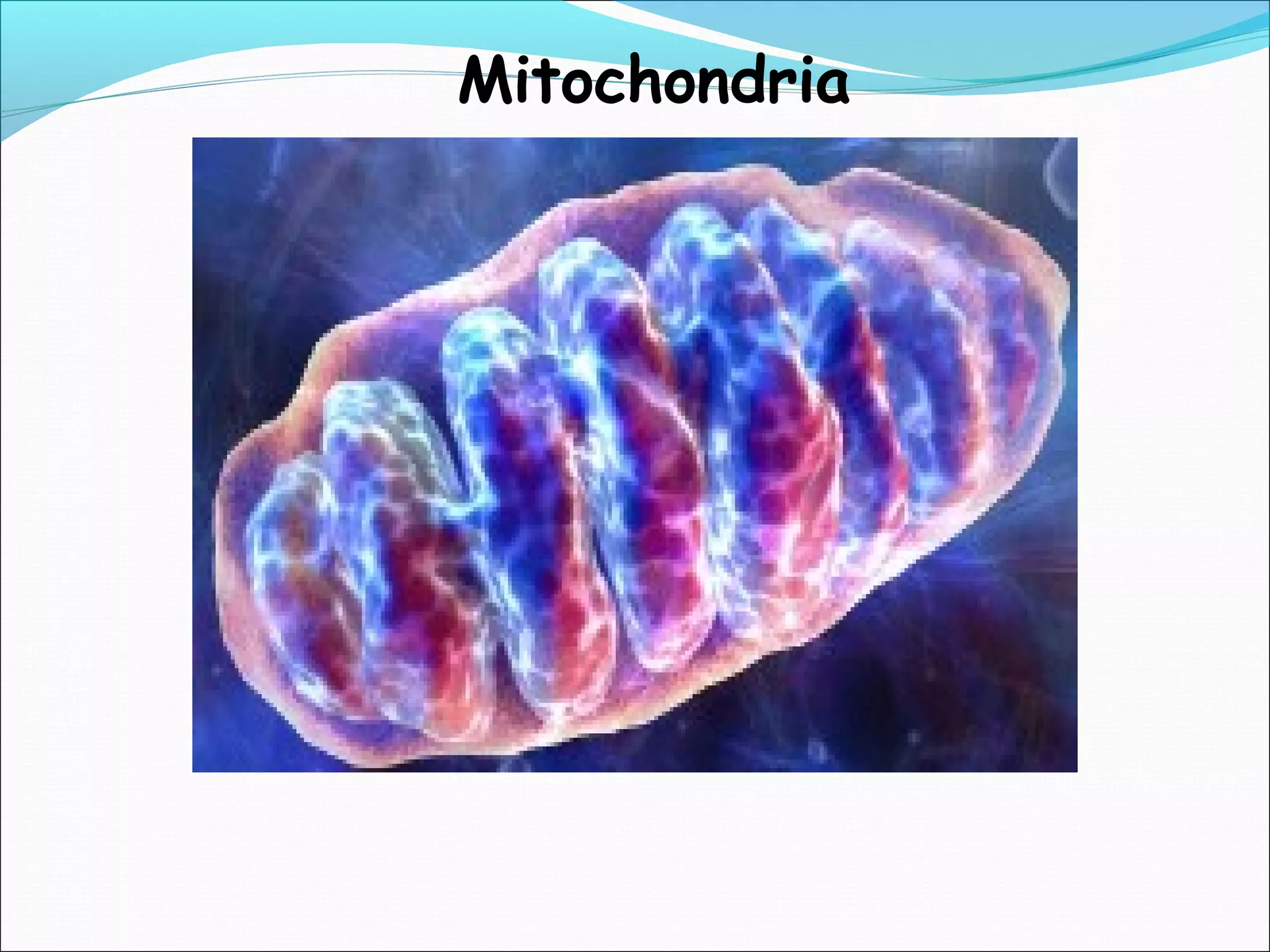 Lysosome & Mitochondria- Eukaryotic organless | PPT