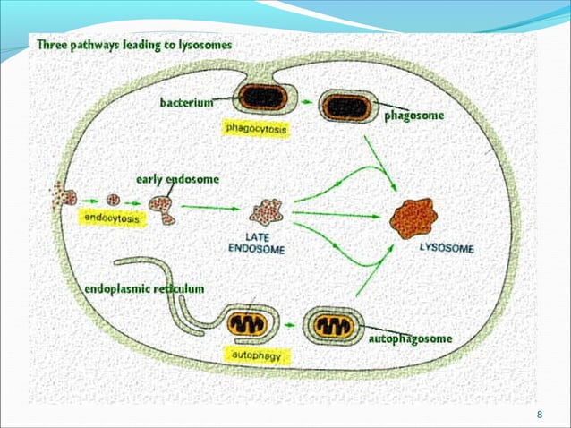 Lysosome & Mitochondria- Eukaryotic organless | PPT