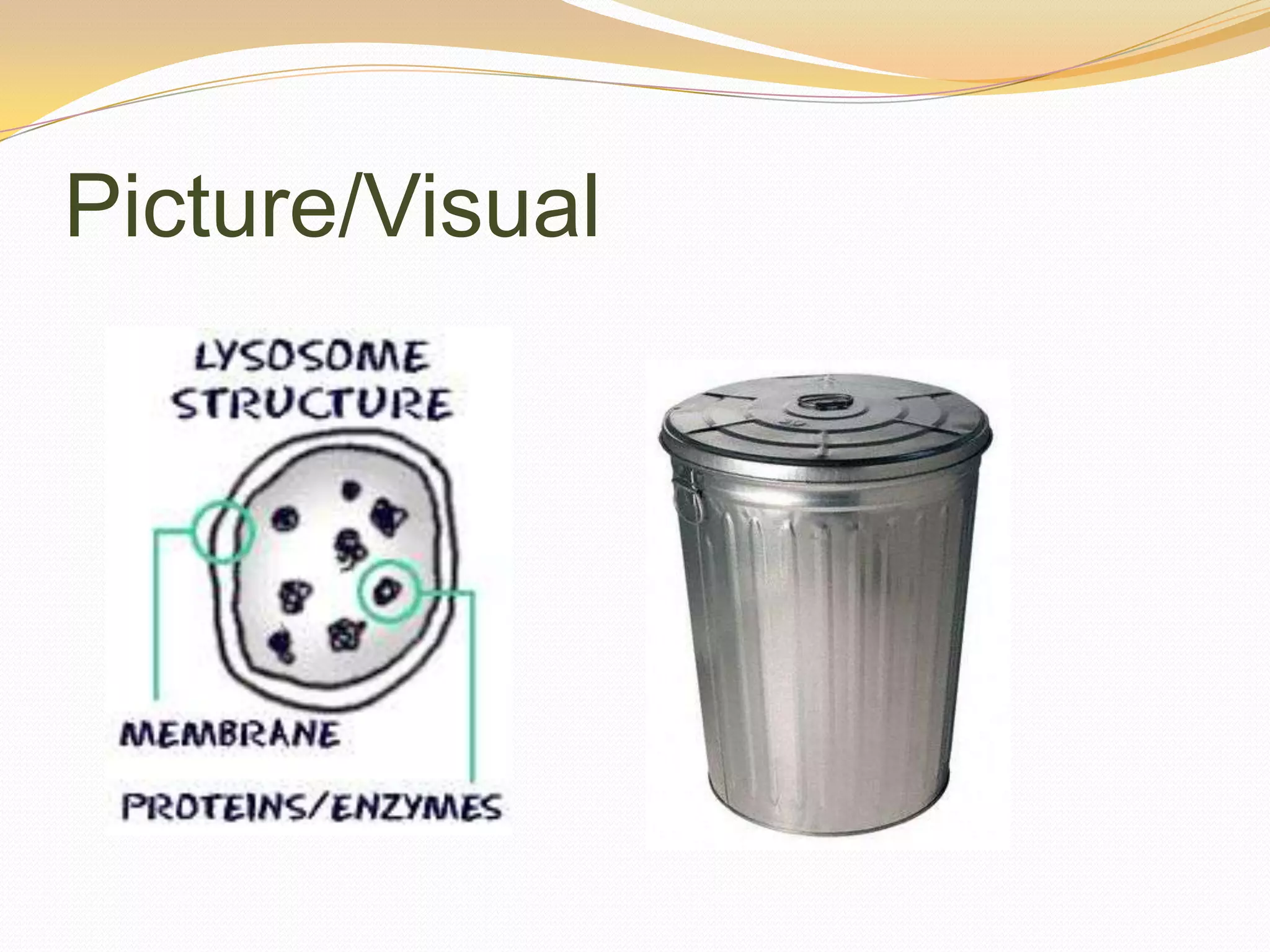 Lysosome powerpoint | PPTX