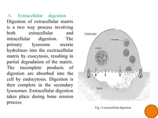 lysosome_ppt.pptx STRUCTURE AND FUNCTION | PPTX