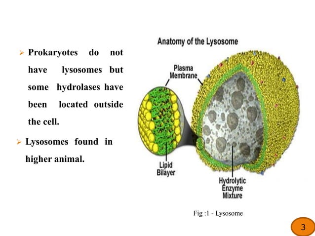 lysosome_ppt.pptx STRUCTURE AND FUNCTION | PPTX | Digestive Disorders | Diseases and Conditions