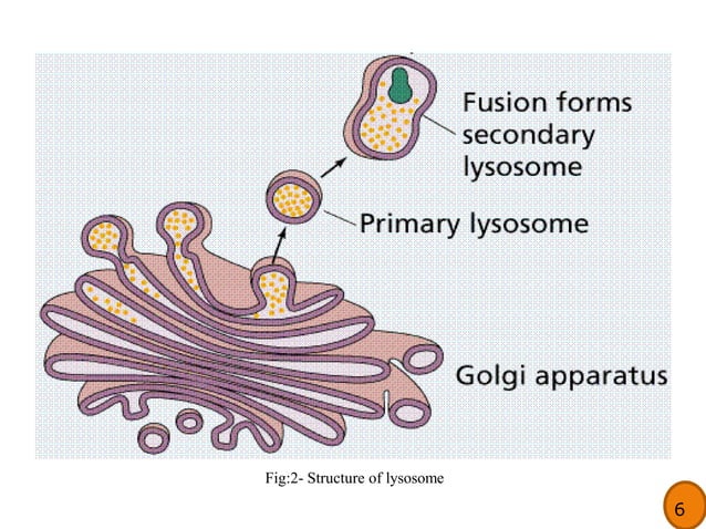 lysosome_ppt.pptx STRUCTURE AND FUNCTION | PPT