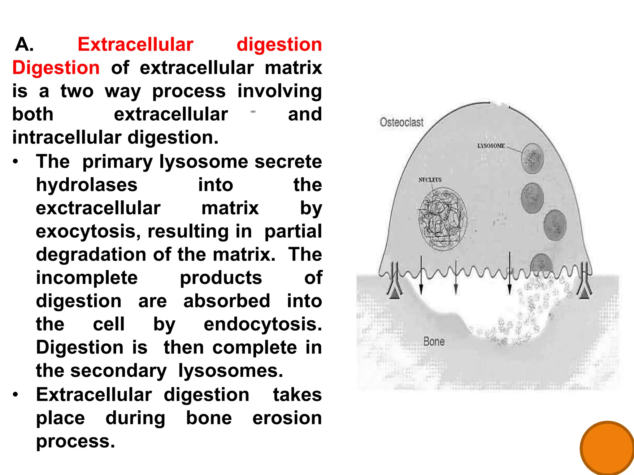 lysosome_ppt_msc.pptx_cell biology_cell organelles | PPTX