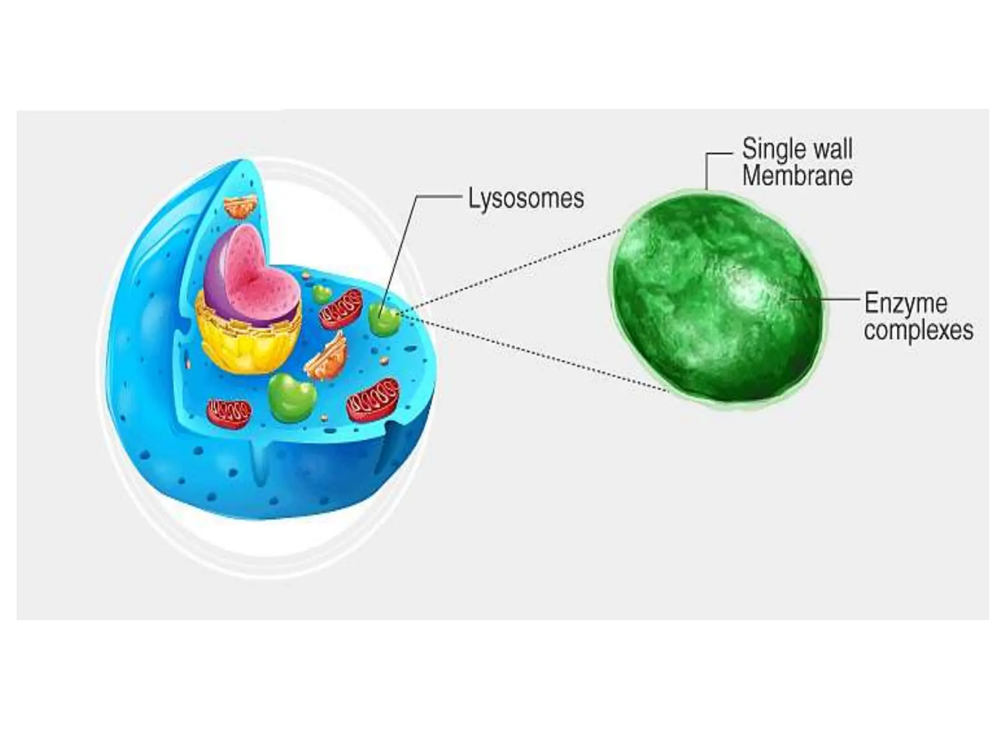 lysosome_ppt_msc.pptx_cell biology_cell organelles | PPTX