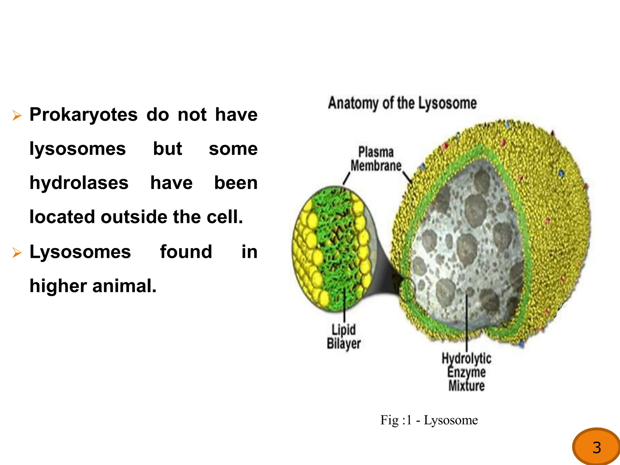 lysosome_ppt_msc.pptx_cell biology_cell organelles | PPT