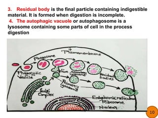 lysosome_ppt_msc.pptx_cell biology_cell organelles | PPTX