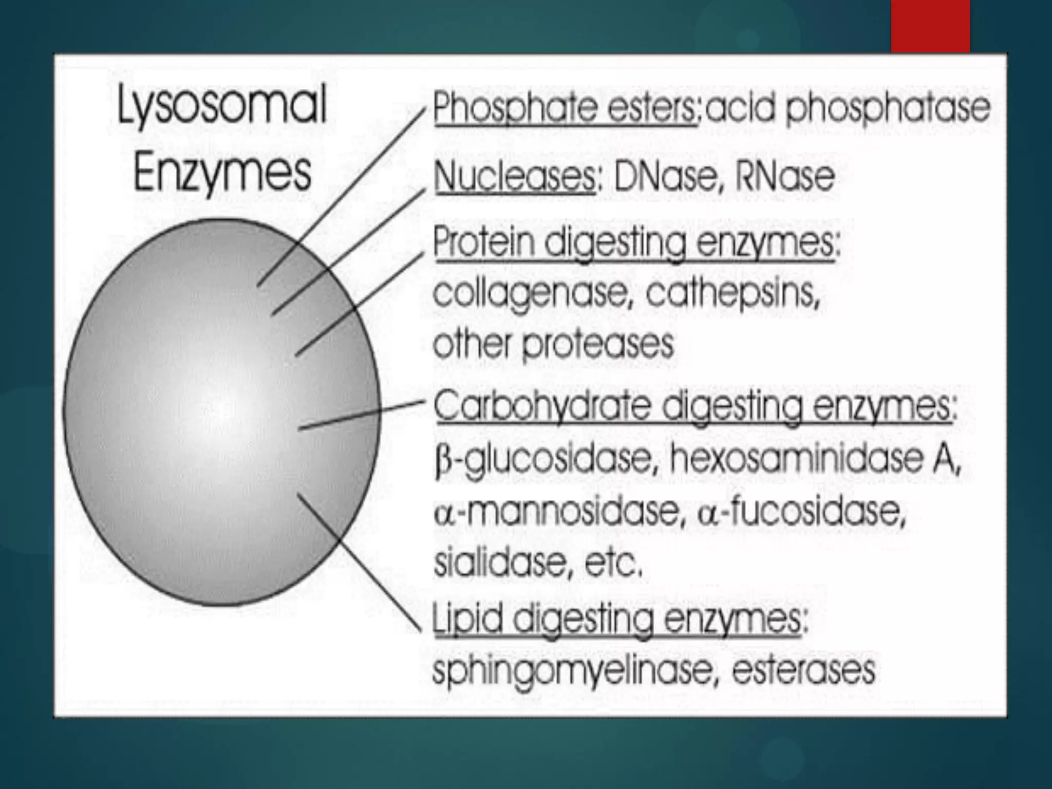 Lysosomes | PDF