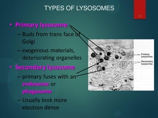 Lysosomes | PDF