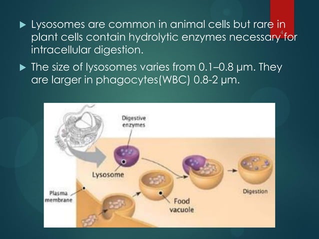 Lysosomes | PDF | Biological Sciences | Science