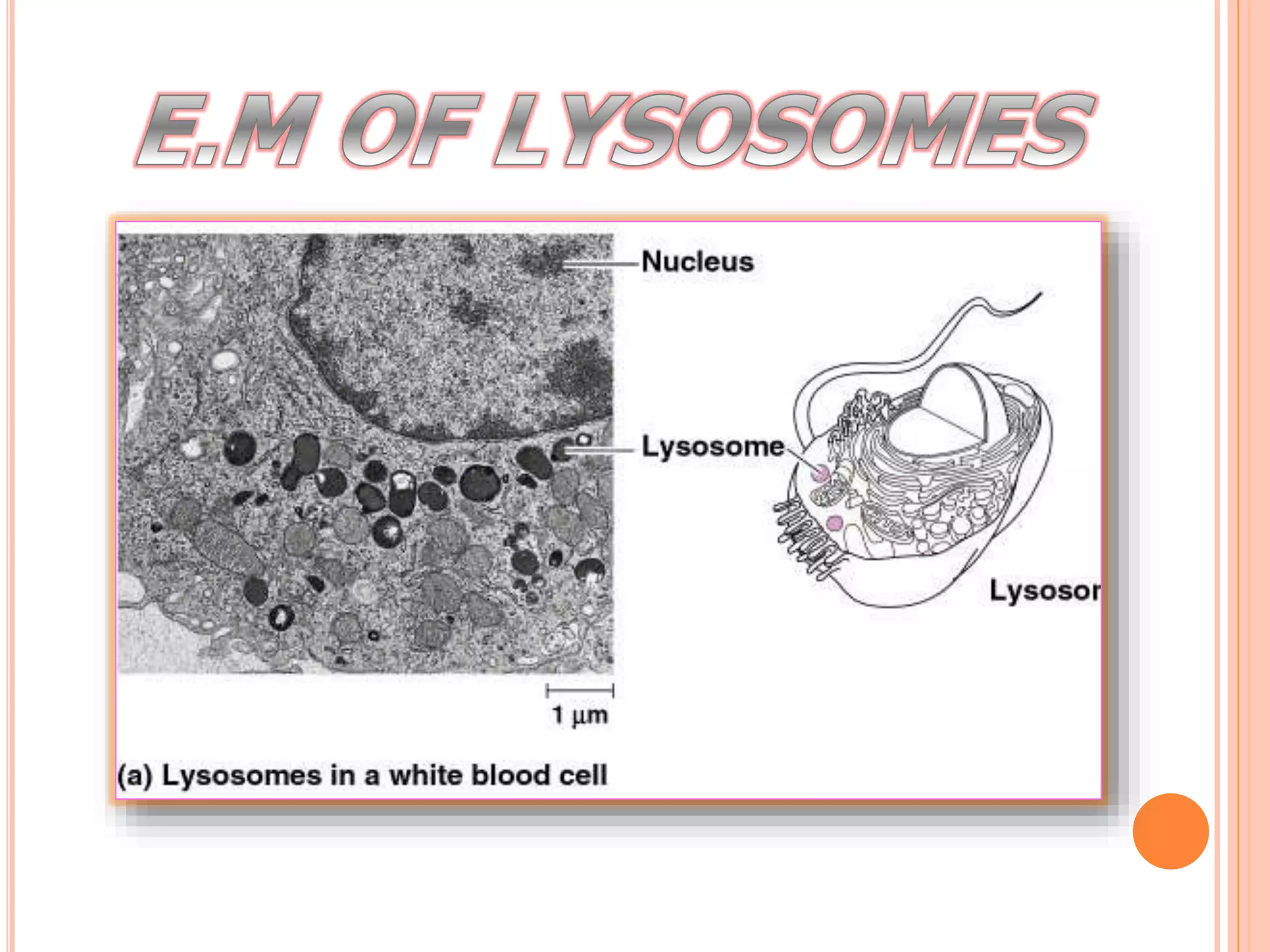 Lysosomes | PPTX
