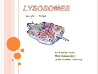 Lysosomes | PPTX