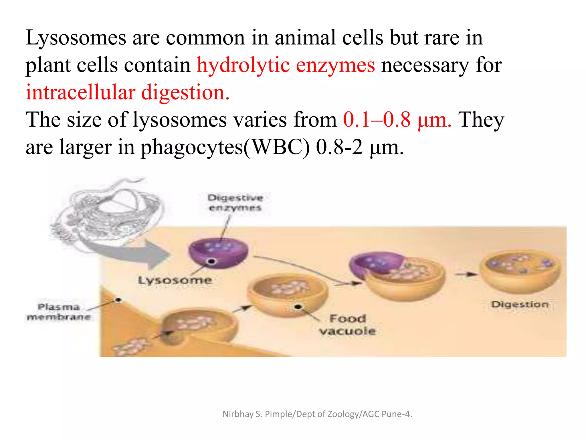 Lysosomes | PPT