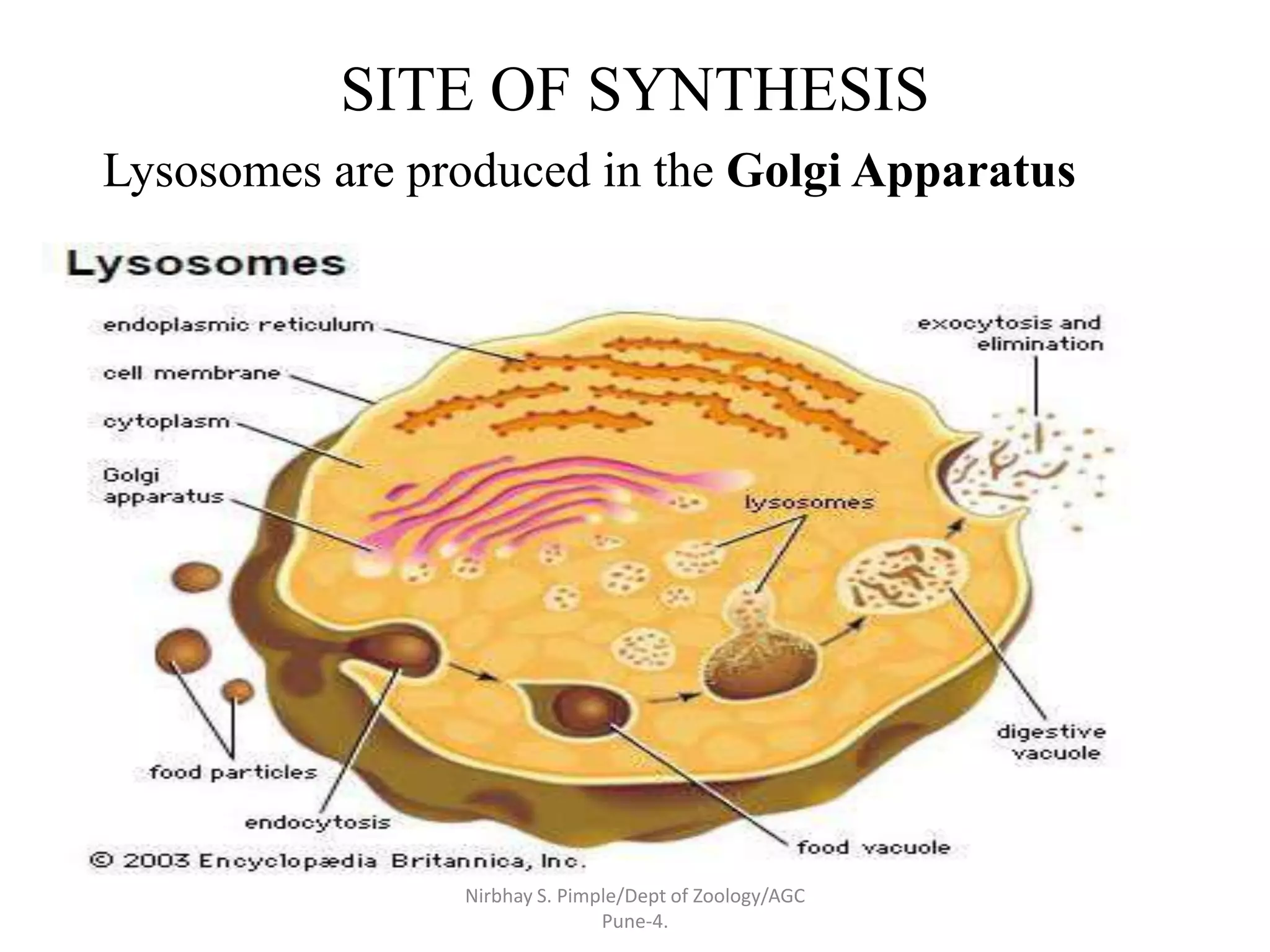 Lysosomes Ppt