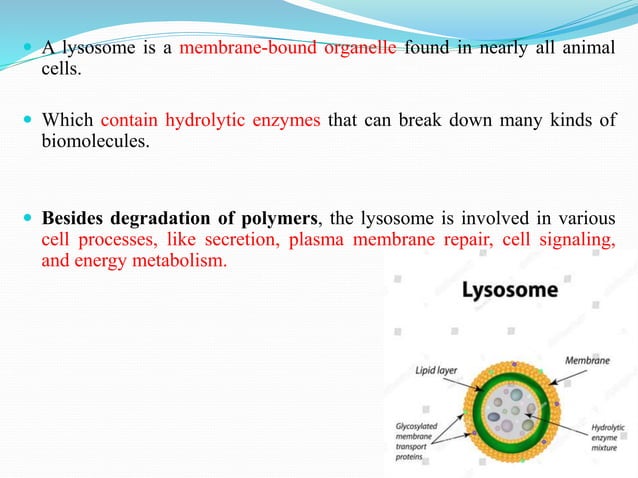 Lysosomes | PPTX