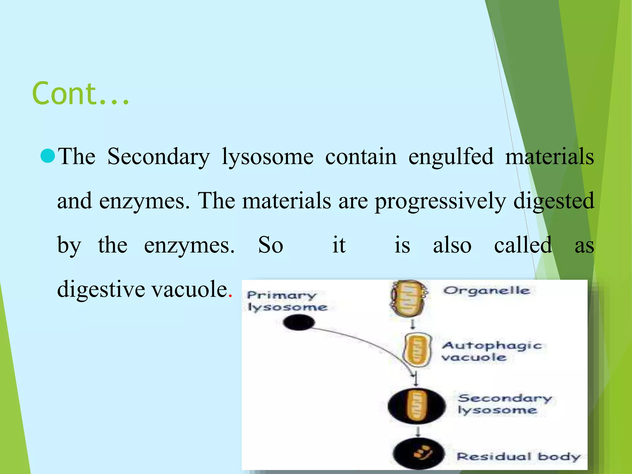 Lysosomes | PPTX