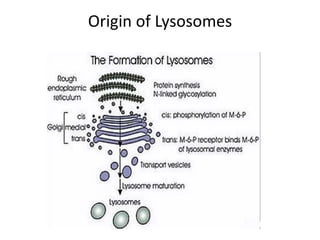Lysosomes | PPTX | Biological Sciences | Science