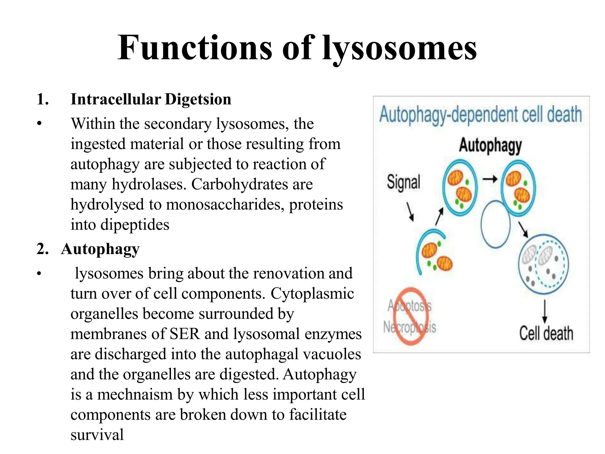 Lysosomes Structure And Functions 123456789pptx Pptx