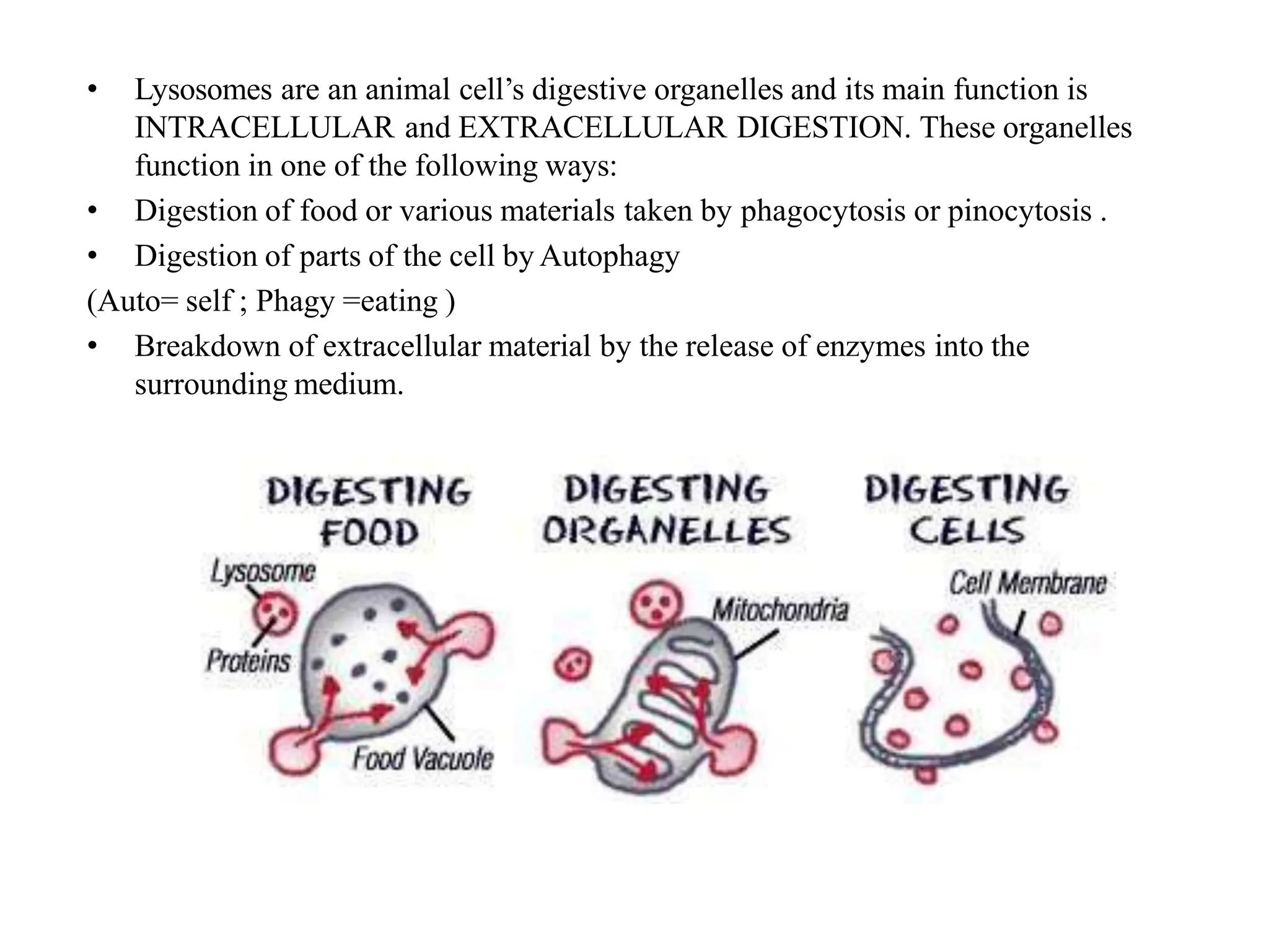 Lysosomes Structure And Functions 123456789pptx Pptx