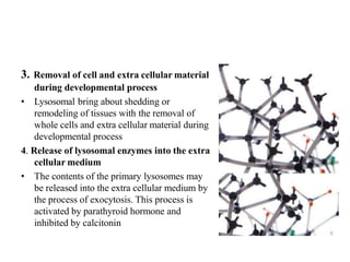 LYSOSOMES structure and functions.123456789pptx | PPTX