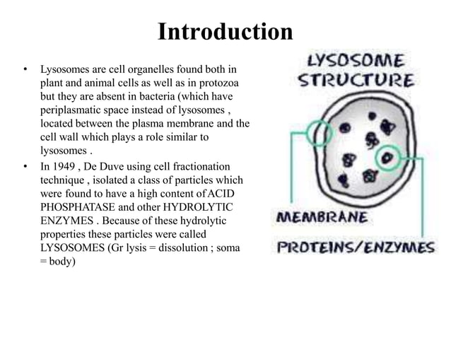 LYSOSOMES structure and functions.123456789pptx | PPTX