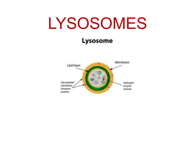 LYSOSOMES structure and functions.123456789pptx | PPT
