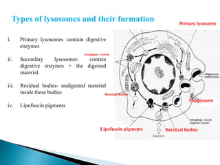 Lysosomes mbb | PPT