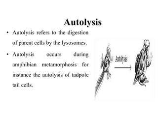 Lysosomes and peroxisomes | PPTX