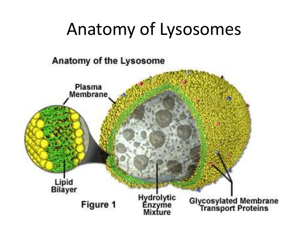 Lysosomes and peroxisomes