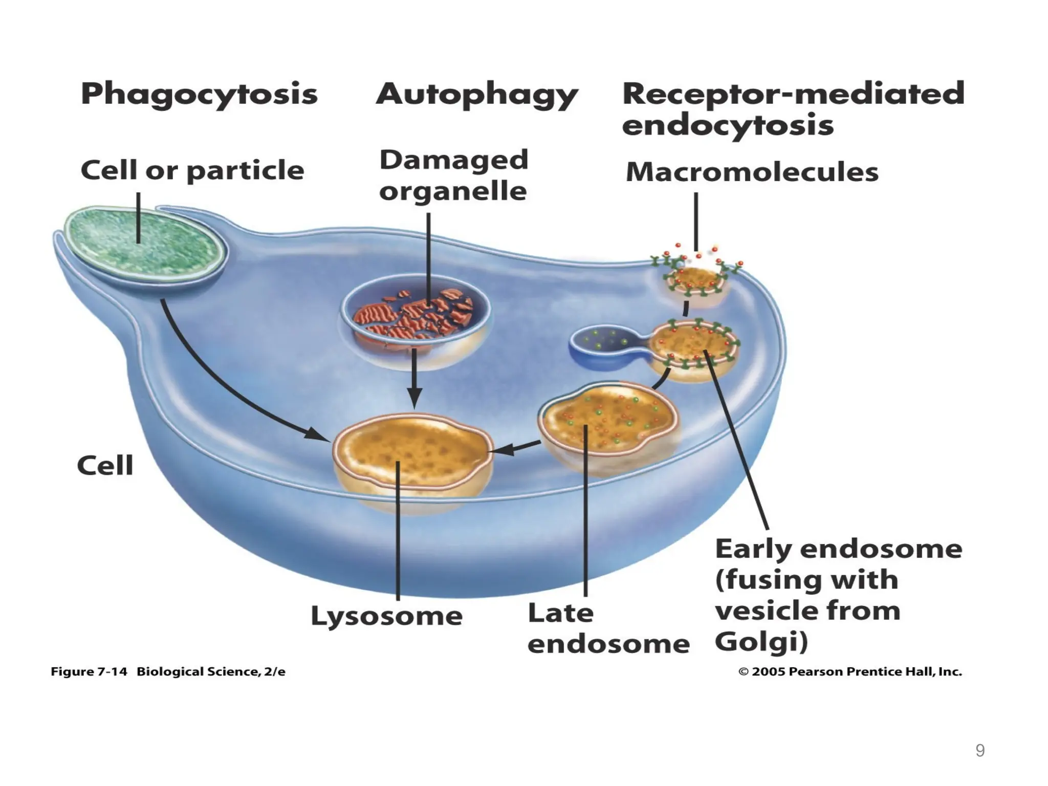 Lysosomes as organelle in animals and eukaryotes | PPT