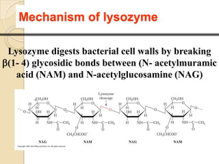 Lysosome mechanism | PPT