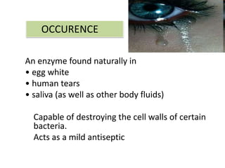 Lysozyme by devadatha | PPT