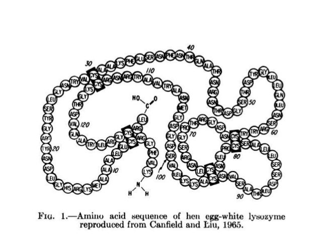 Lysozyme by devadatha