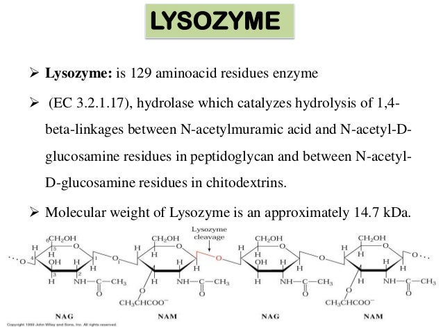 Lysozyme by devadatha