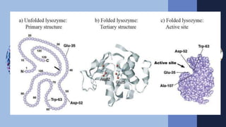 Lysozyme finalee (1).pptxnnnnnnnnnnnnnnnnnnnnnnnnnnnnnnn | PPT