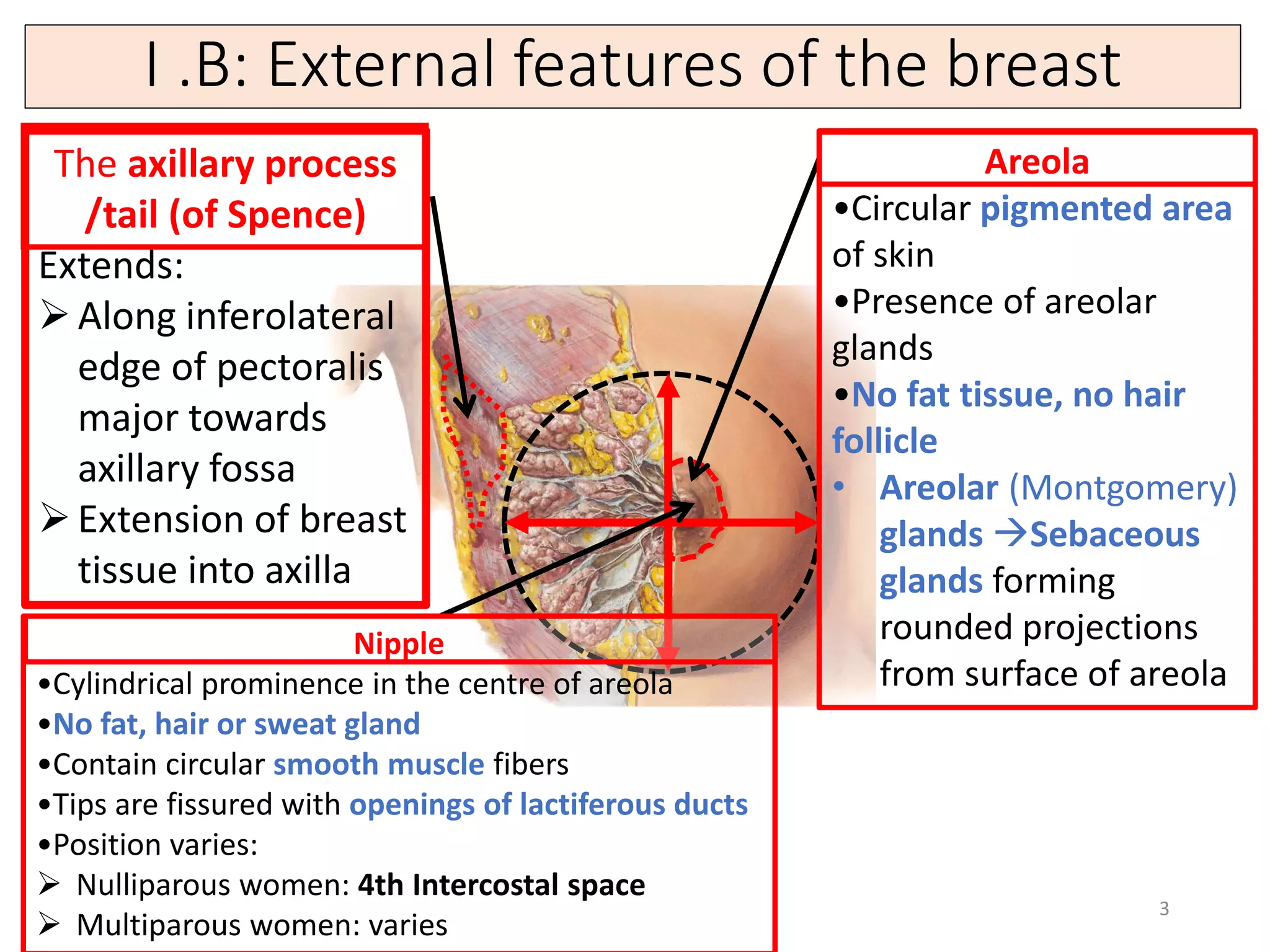 Anatomy of the mammary gland MBBS | PDF
