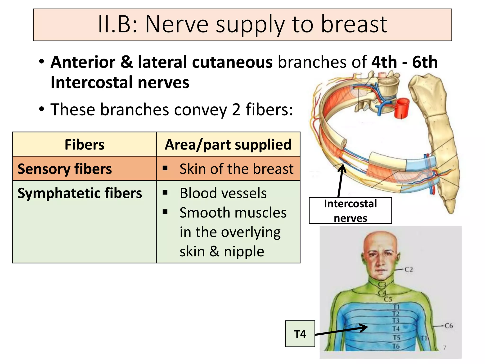 Anatomy of the mammary gland MBBS | PDF