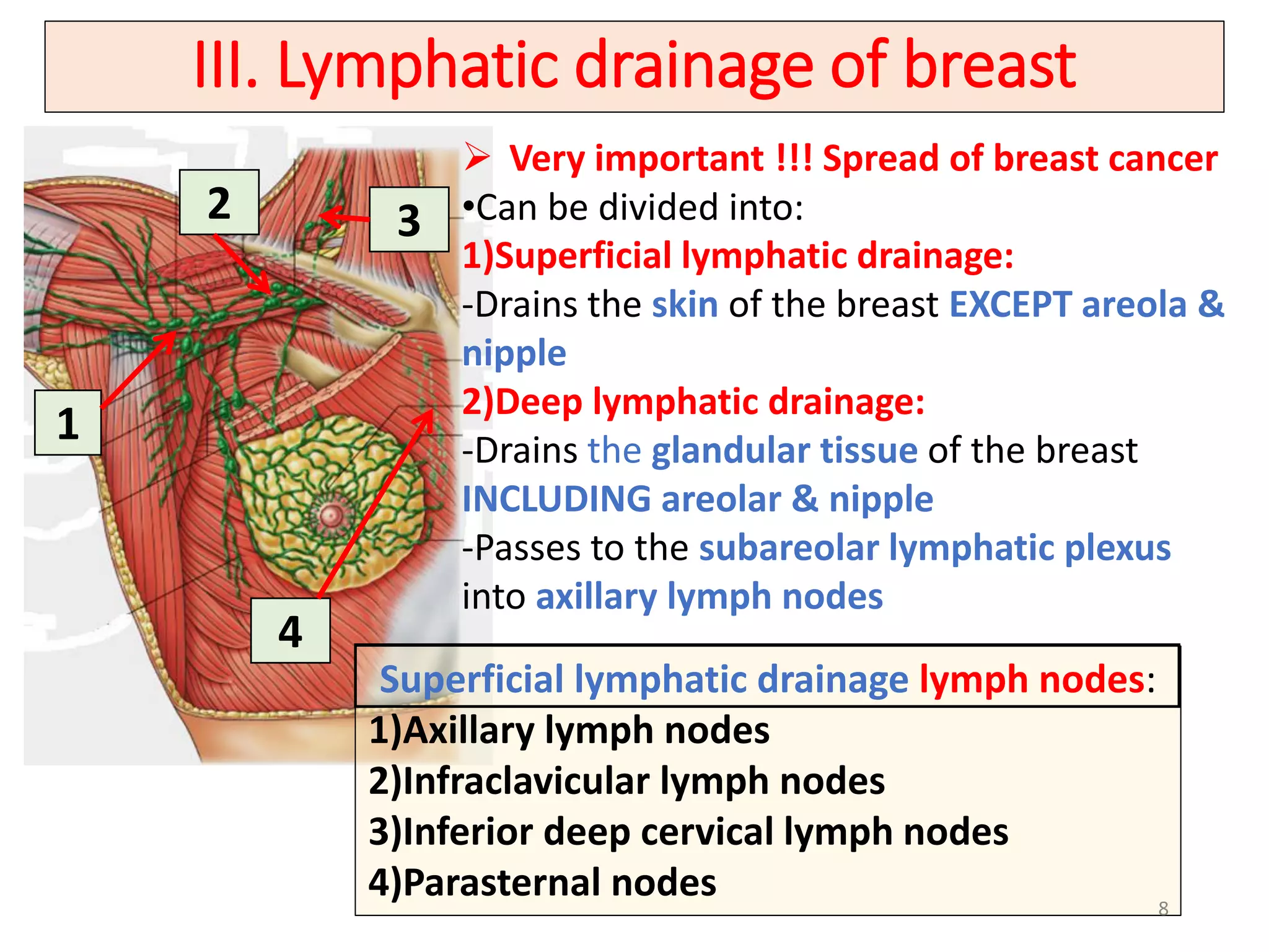 Anatomy of the mammary gland MBBS | PDF