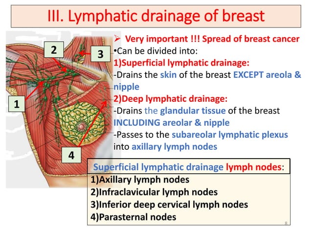 Anatomy of the mammary gland MBBS | PDF | Medical Health