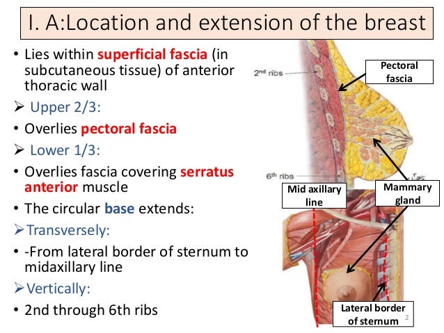Anatomy Of The Mammary Gland Mbbs
