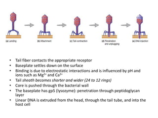 LYTIC AND LYSOGENIC CASCADE.pptx