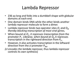 LYTIC AND LYSOGENIC CASCADE.pptx