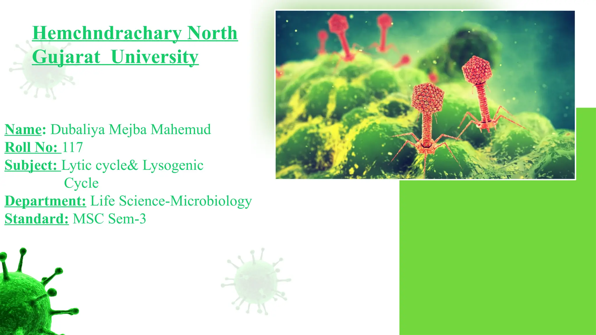 lytic and lysogenic cycle in the bacteriophage. | PPTX
